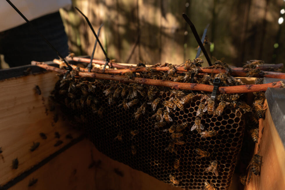 For a best friend to Florida bees, each rescue is personal