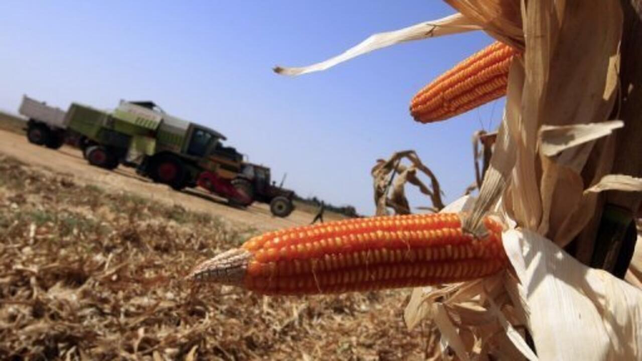 France overturns ban on GM crops