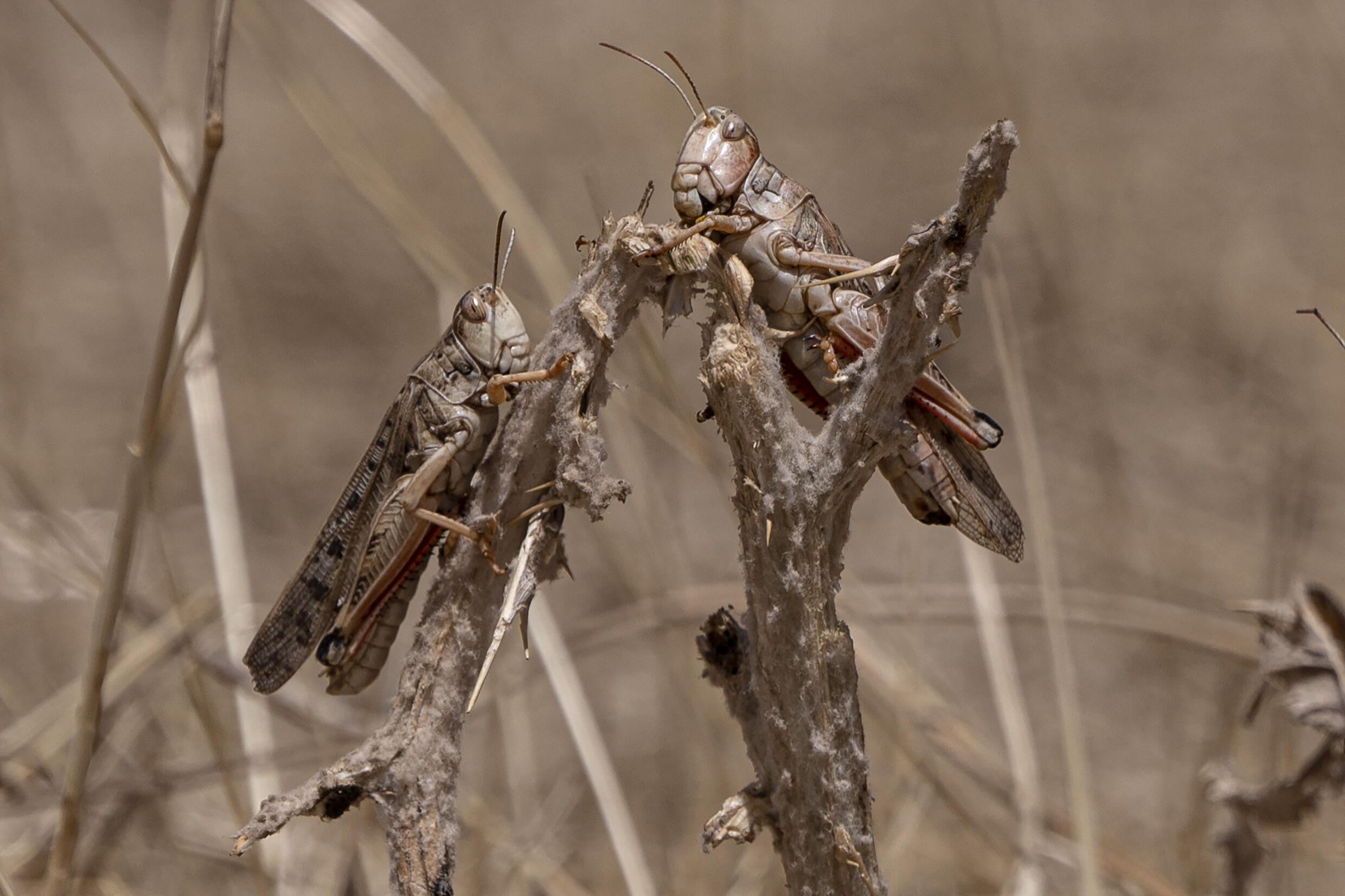 Afghan farmers despair as locusts plague precious crops