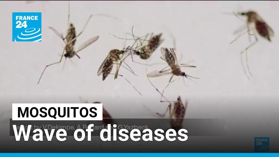How France is bracing for wave of mosquito borne infections - France 24