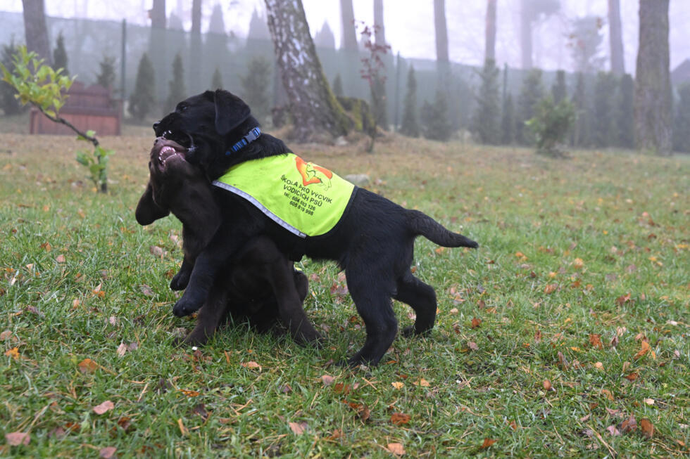 Puppy love as Czech prison inmates train assistance dogs