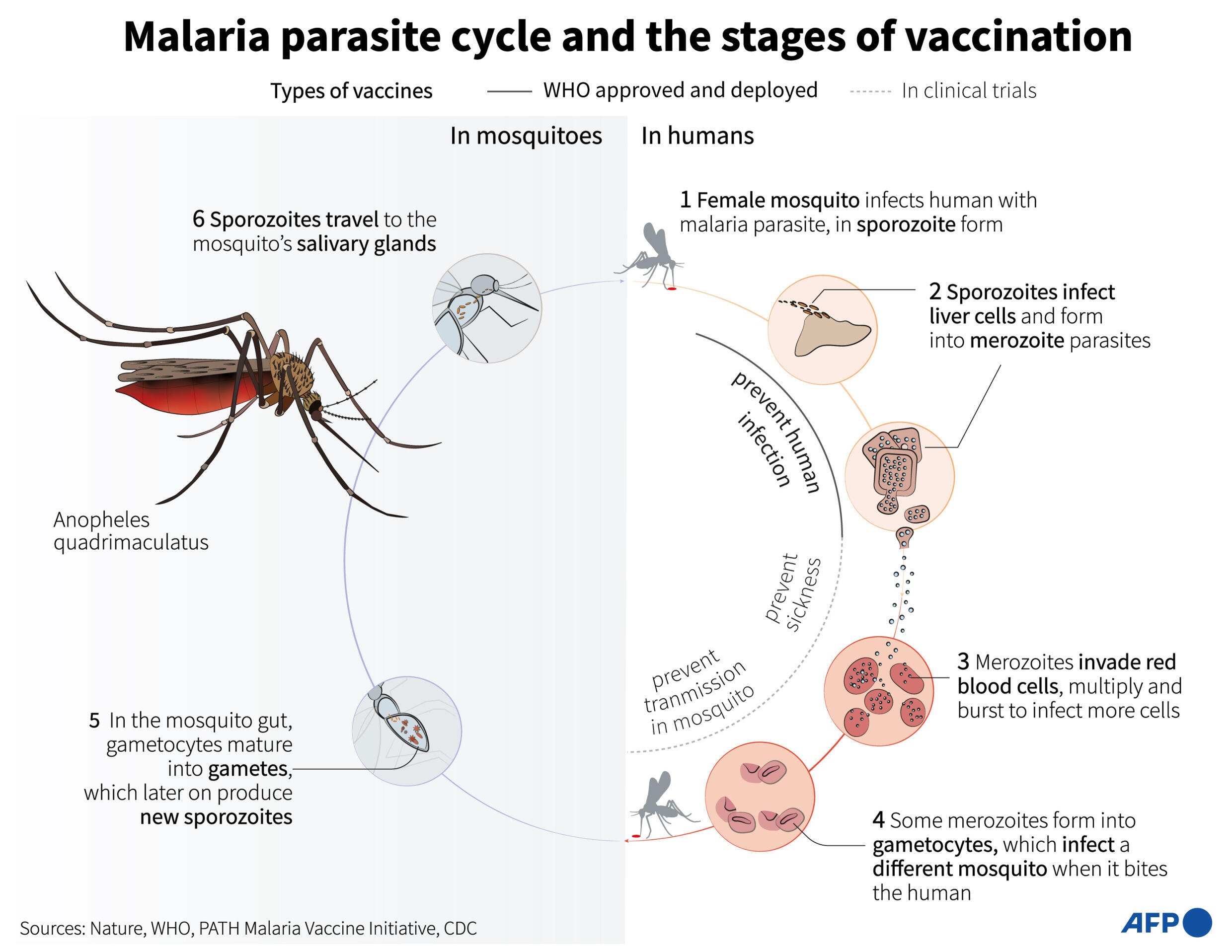 Malaria mortality returns to pre-Covid levels: WHO
