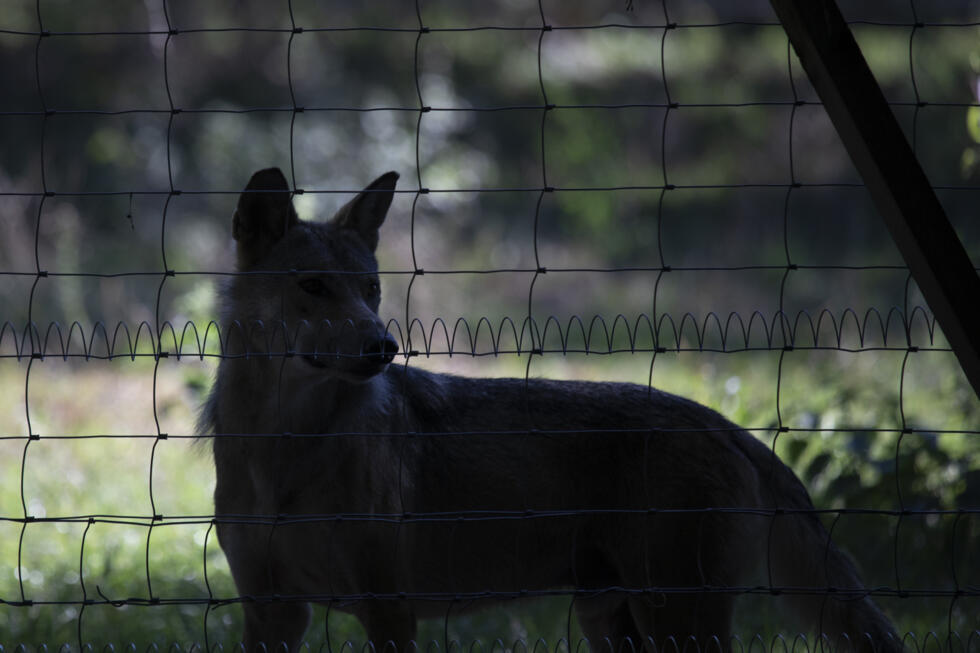 As wolves swoop, Austrians grab guns for contested cull