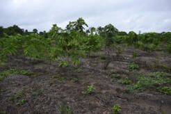 In Brazil, an Amazon reforestation project seeks to redeem carbon markets