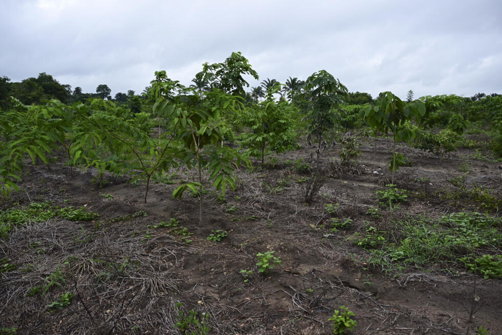 In Brazil, an Amazon reforestation project seeks to redeem carbon markets
