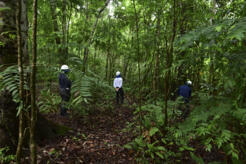 In Brazil, an Amazon reforestation project seeks to redeem carbon markets