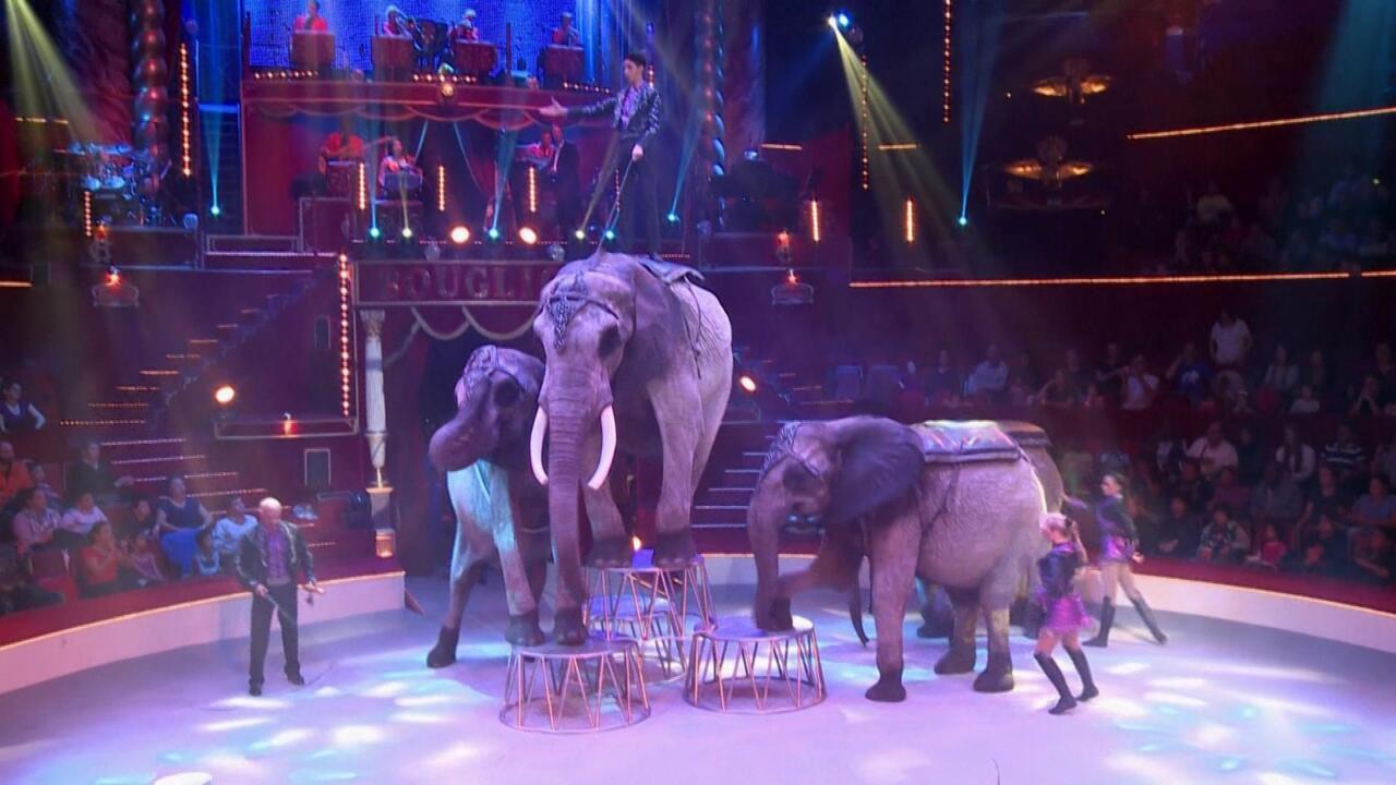 Circus animals: Life after stardom? - Down to Earth