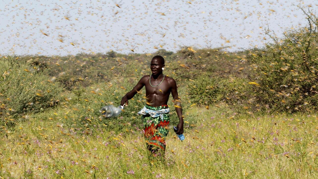 Billions of locusts swarm through East Africa after year of extreme weather
