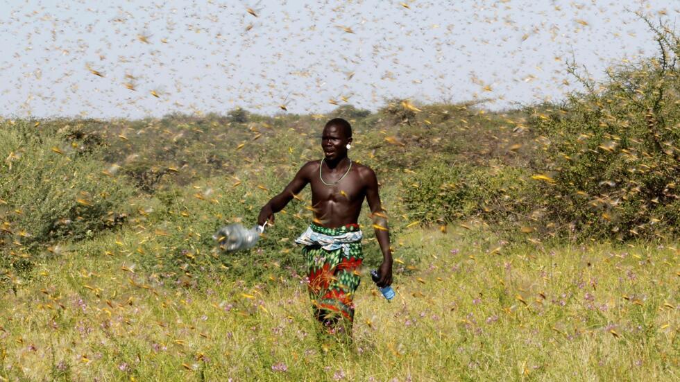 Billions of locusts swarm through East Africa after year of extreme weather