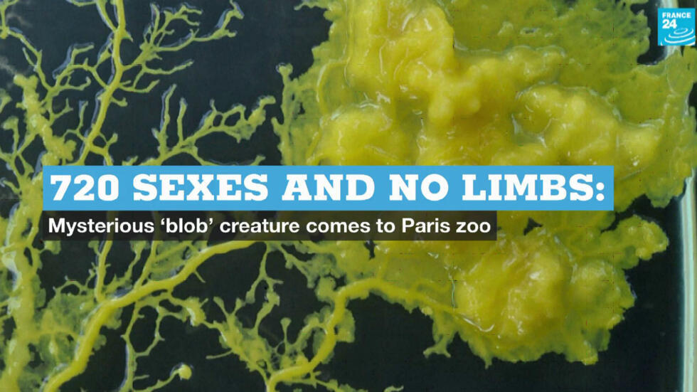 720 sexes and no limbs: Mysterious ‘blob’ creature comes to Paris Zoo ...