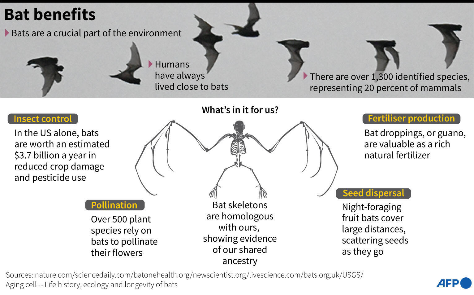 From the shadows: the secret, threatened lives of bats - France 24