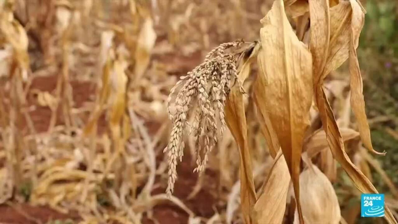 Climate change: Kenya banks on GMOs to combat food insecurity - France 24
