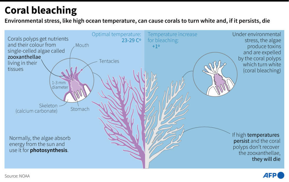 Global coral bleaching event expanding to new countries: scientists
