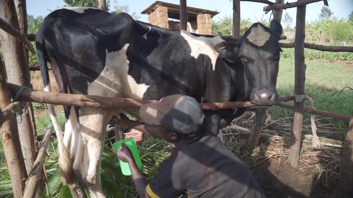 In Rwanda, government policies encourage milk consumption - Focus