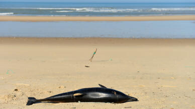 Record 1,100 dead dolphins wash up on French beaches