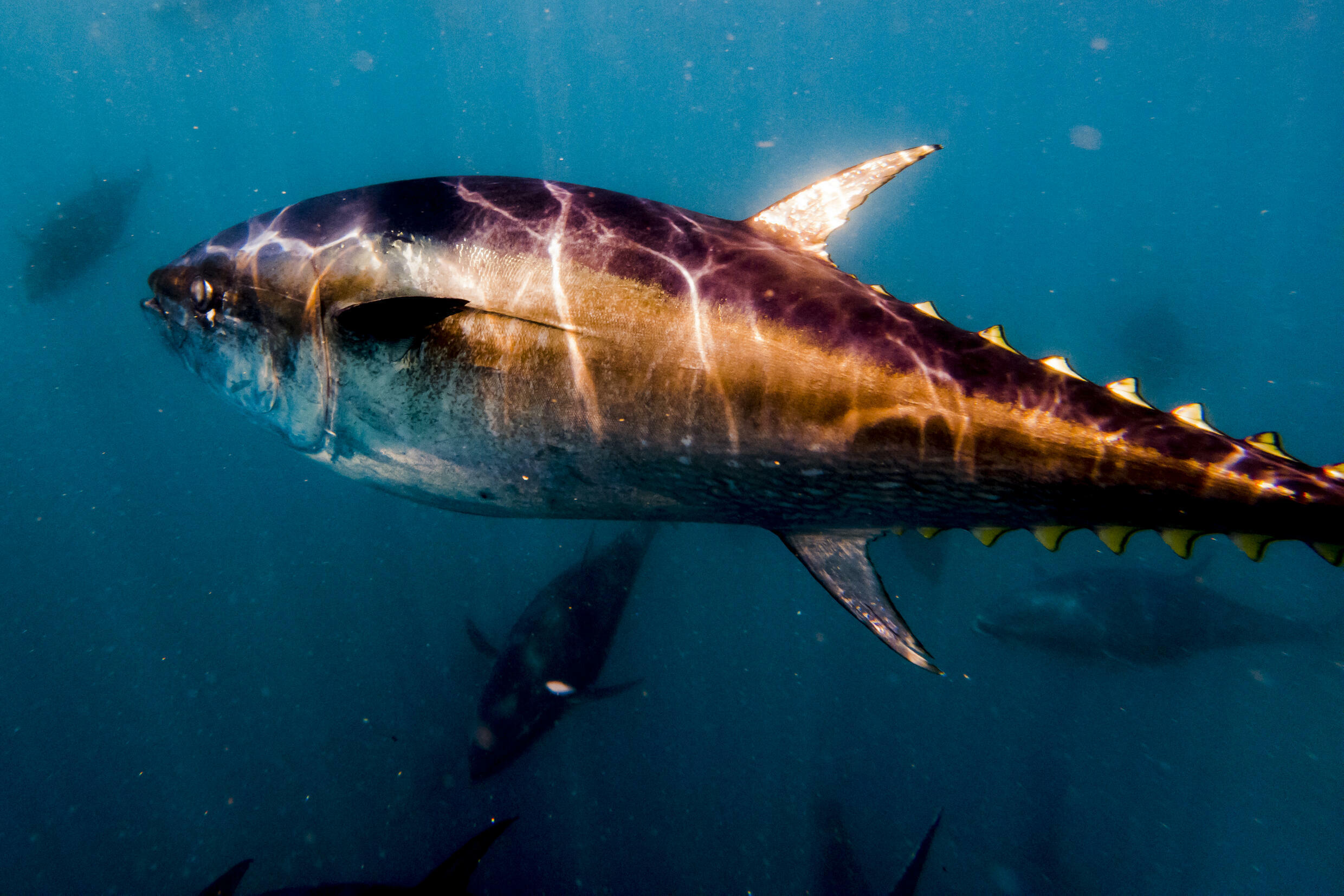 Komodo dragon, 2-in-5 shark species lurch towards extinction - France 24