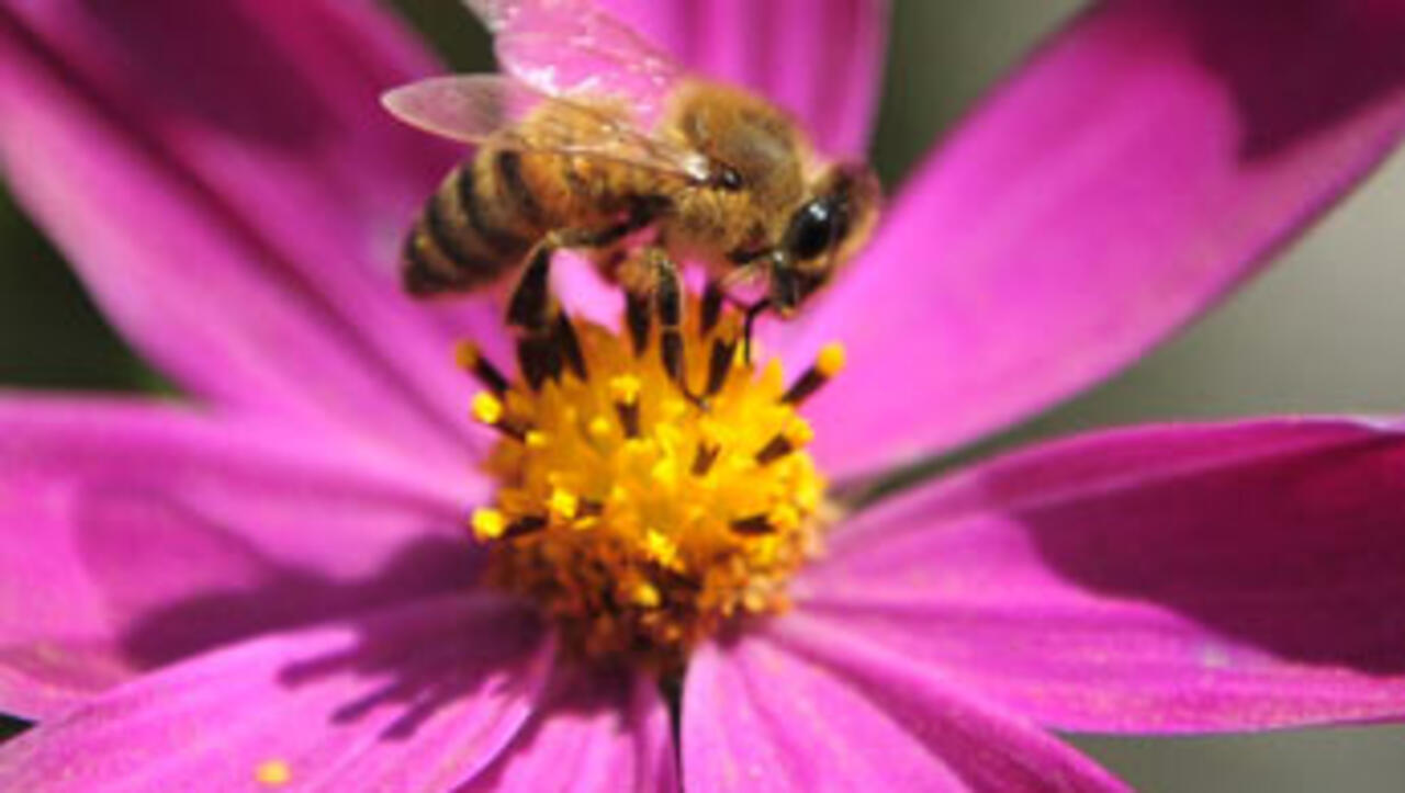 Bees could count to four