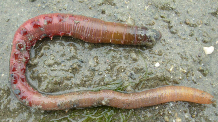 Le ver marin breton, un concentré de sang universel ? - France 24