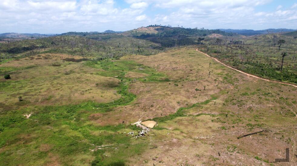 Ibama: Brazil's environmental police are back on the job