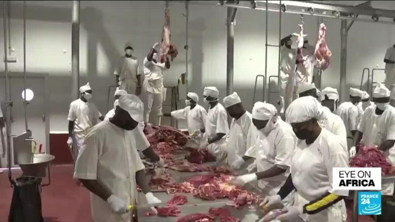 Chad strengthens meat exports amid regional shortages - France 24