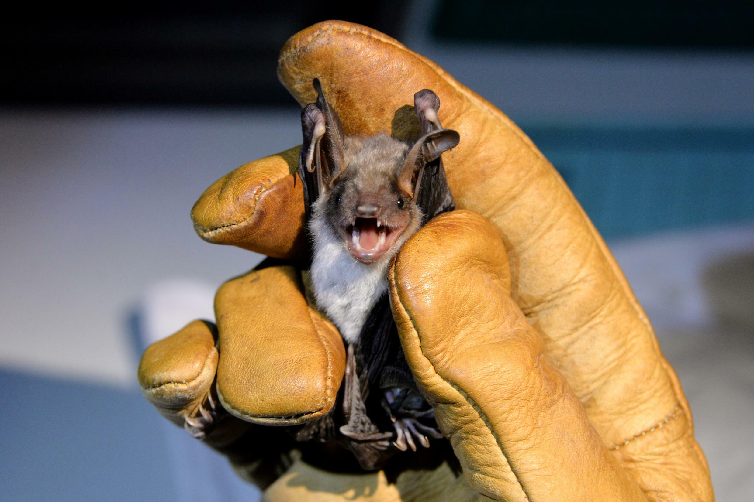 From the shadows: the secret, threatened lives of bats - France 24