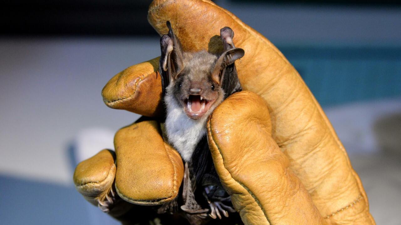 From the shadows: the secret, threatened lives of bats - France 24