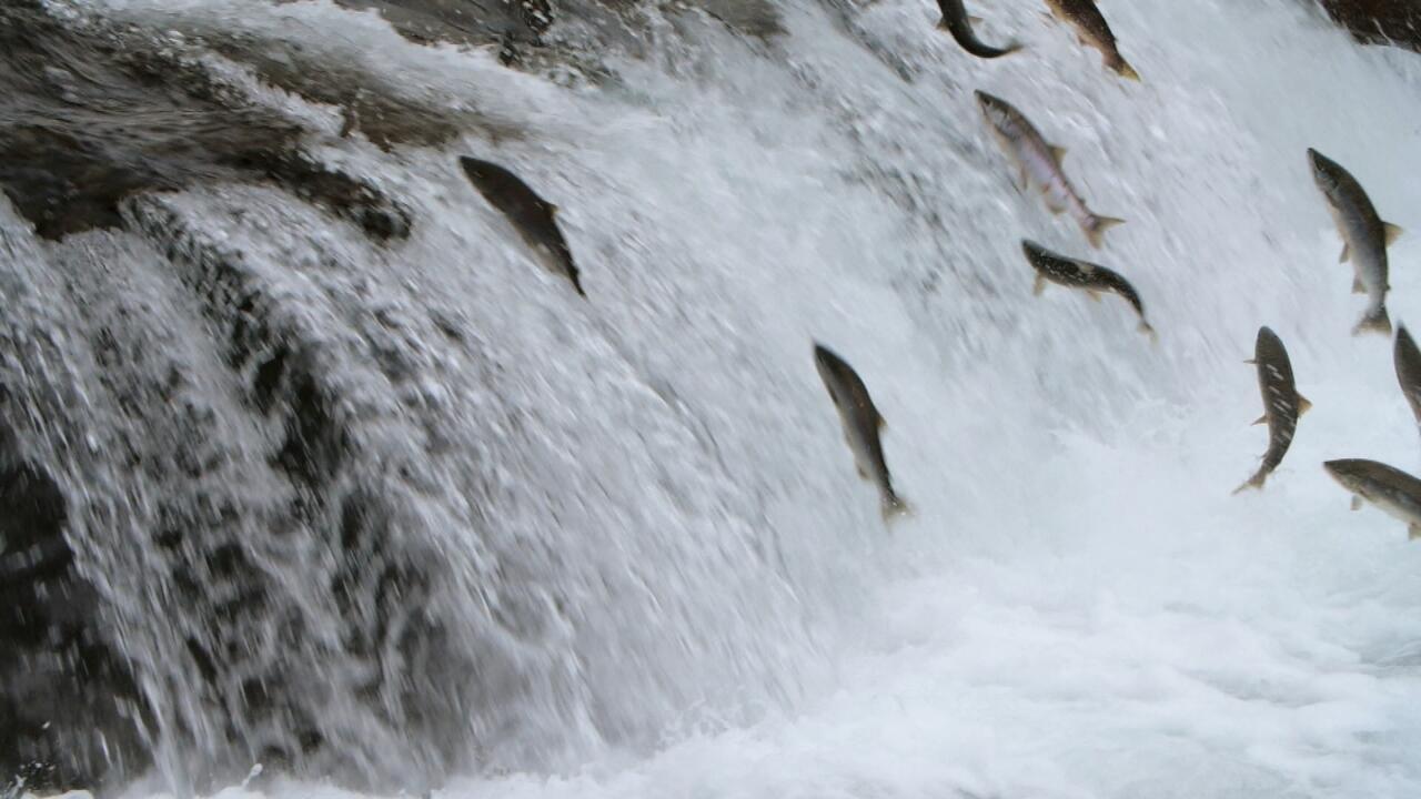 Dam busters: Tearing down concrete walls to save Atlantic salmon - Down ...