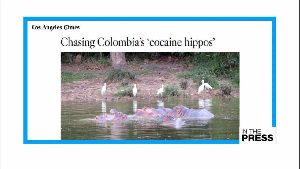 Chasing Colombia's 'cocaine hippos' - Press Review