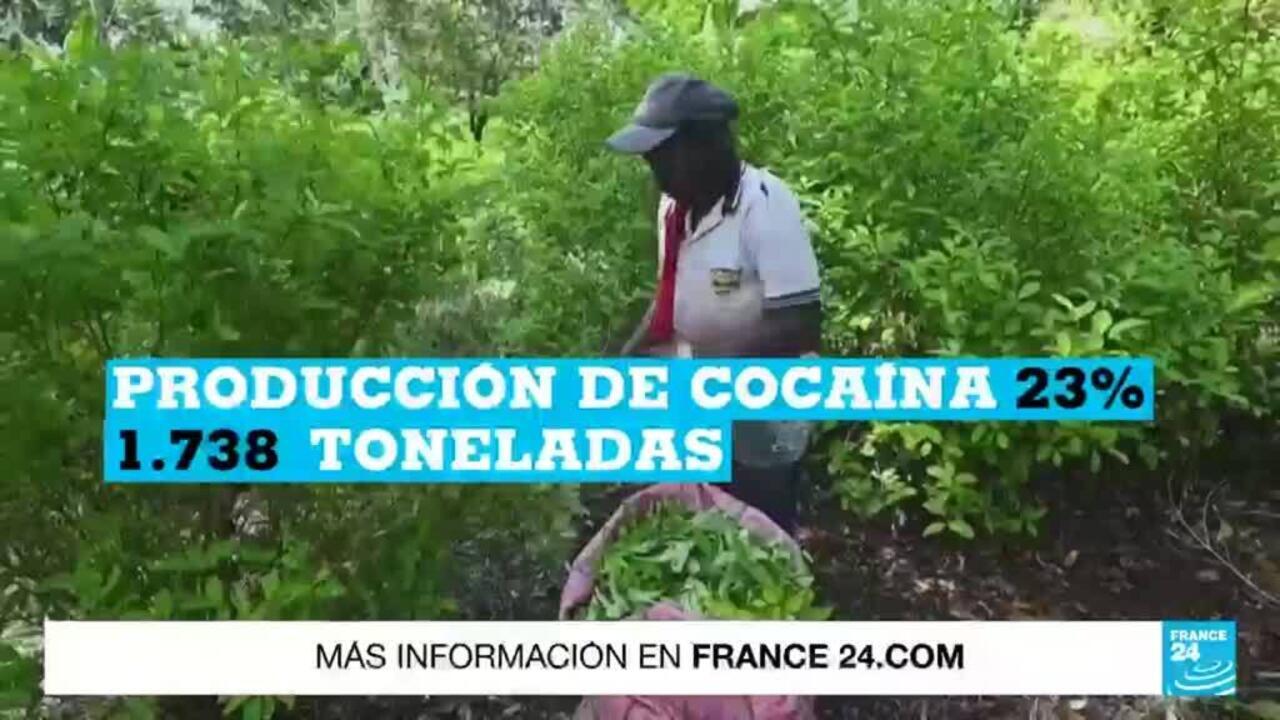 Colombia: producción de cocaína y cultivos de hoja de coca rompieron ...