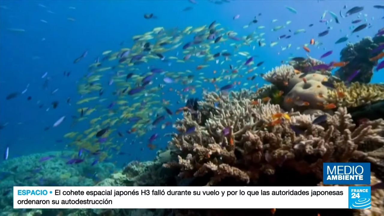 ¿Por qué importa el Tratado de Altamar y qué protege en los océanos ...