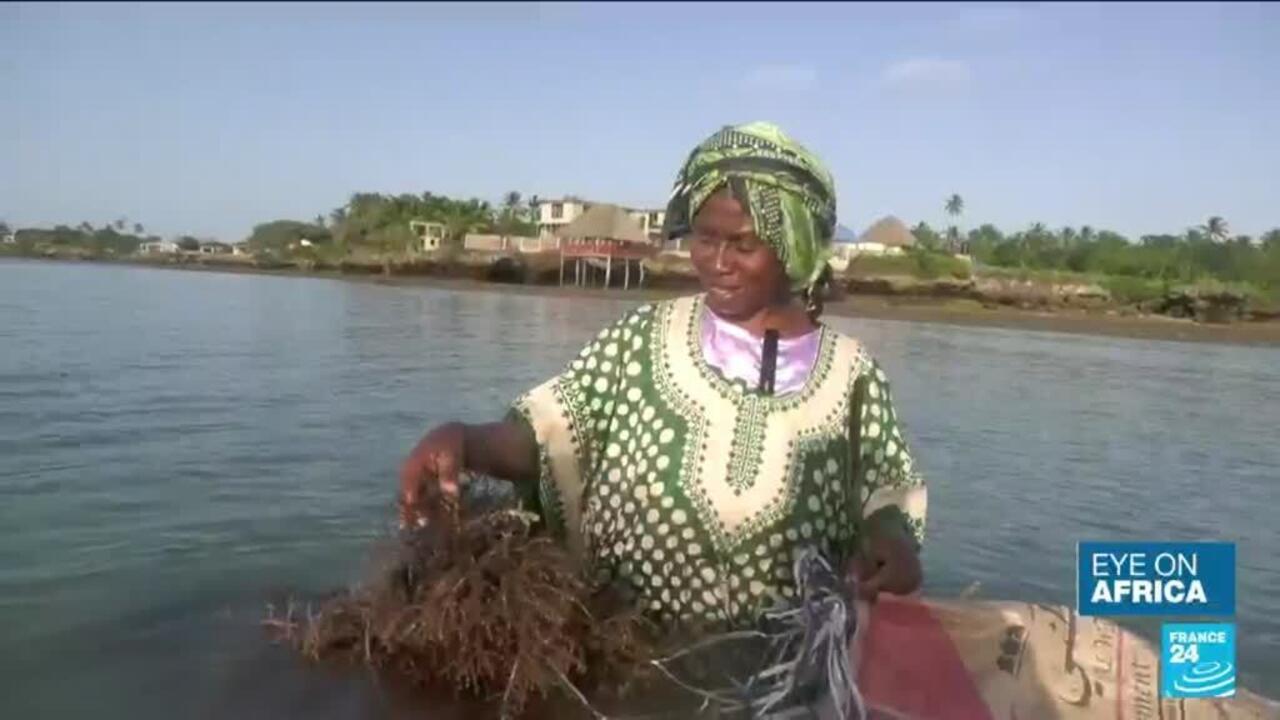 The seaweed women of Zanzibar: Archipelago's natural resource empowers ...