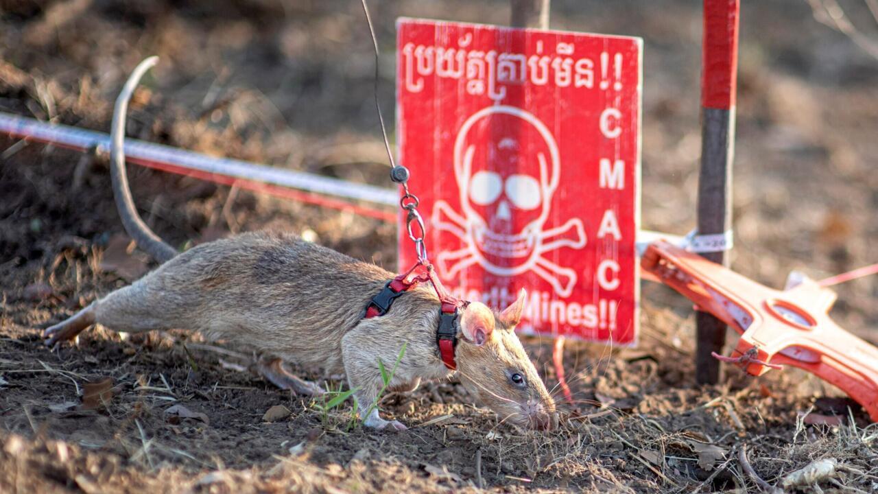 Giant rat wins world record for sniffing out landmines in Cambodia