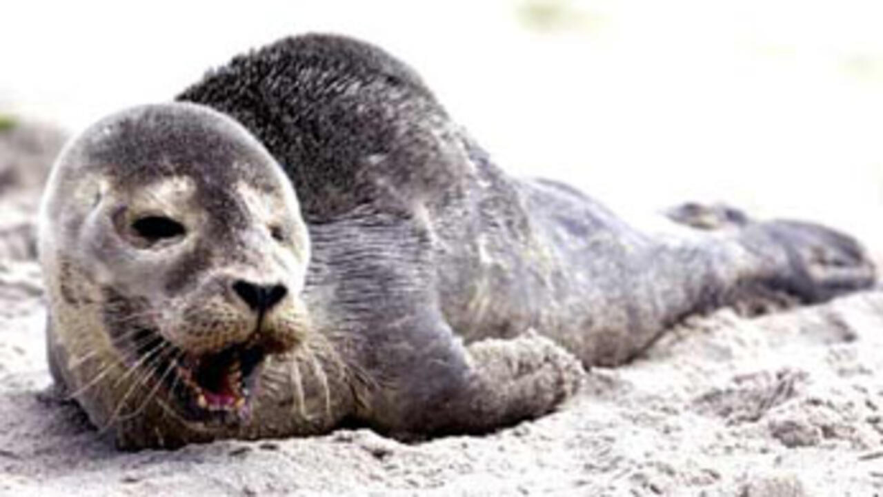 Canada to cull 275,000 seals in 2008