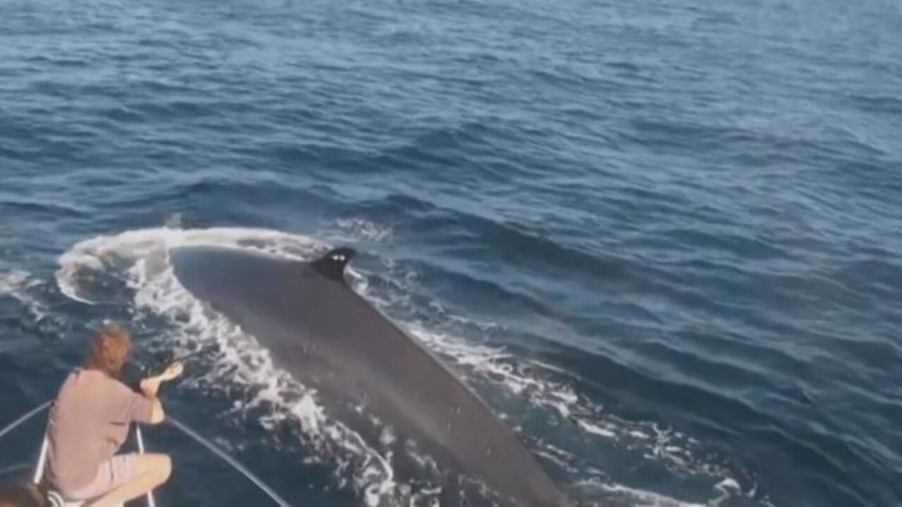 España: desconcertantes ataques de orcas en el Mediterráneo aterrorizan ...