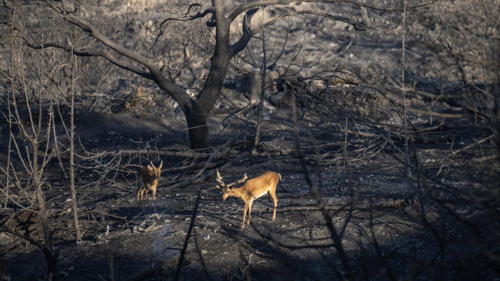 Les incendies en Grèce ont mis l'écosystème "en danger"