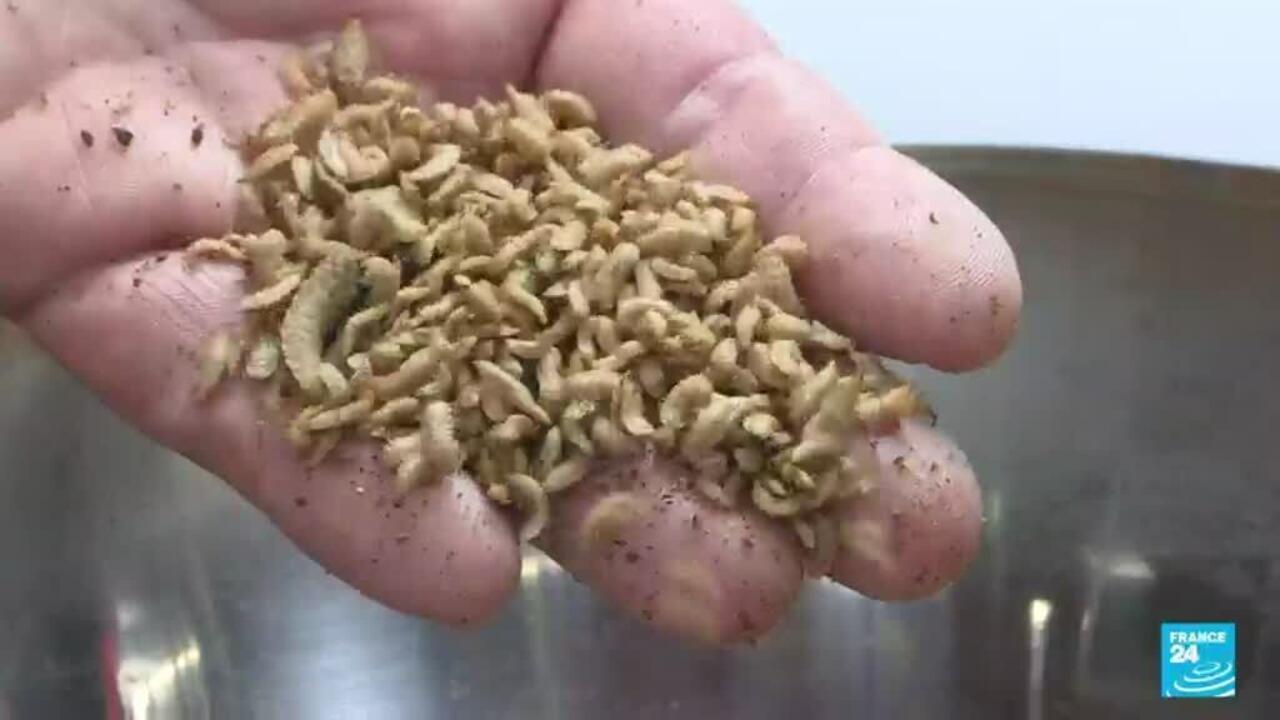 Farm in northern France produces insect-based products for animal feed ...