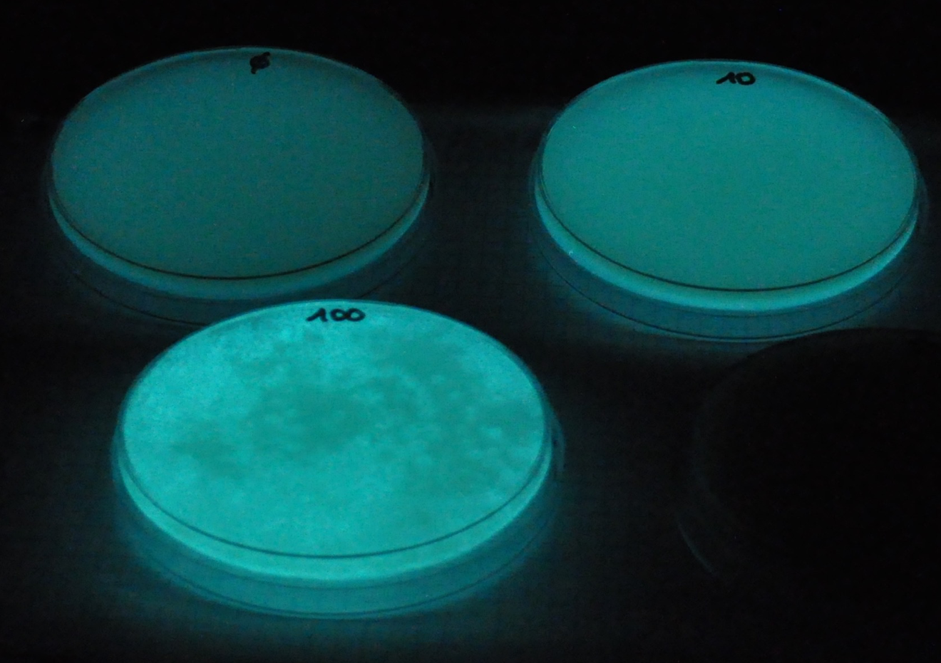 Glowee, la start-up qui veut éclairer nos villes avec des bactéries ...