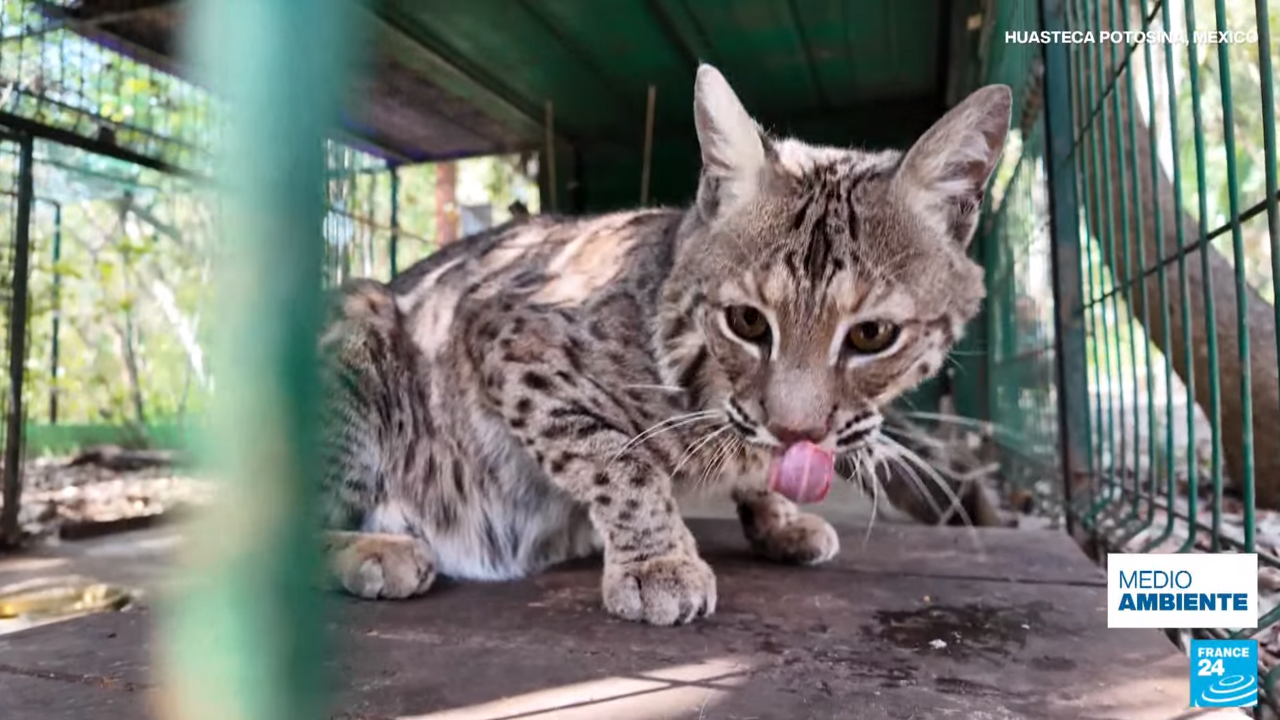 Selva Teenek: el refugio en México que protege a los seis felinos del ...