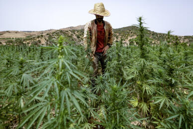 In Morocco, cannabis growers come 'out of the shadows'