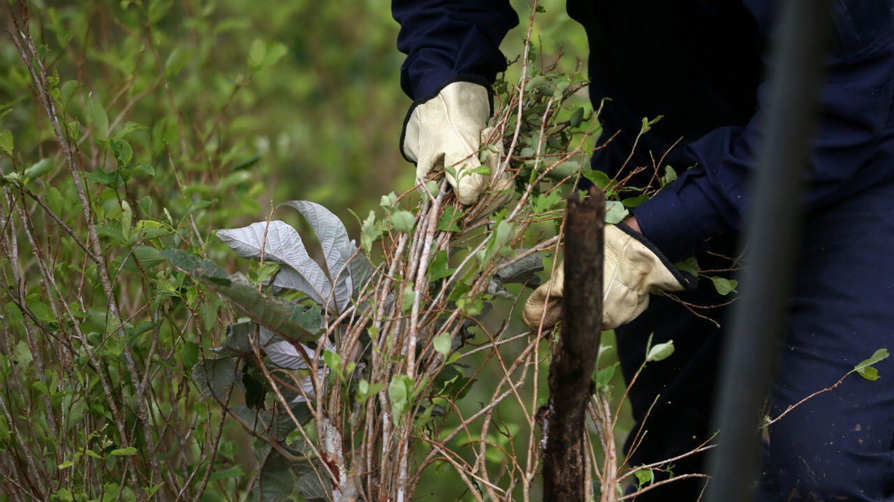 Producción de cocaína en Colombia sigue en cifras récord, reporta ...