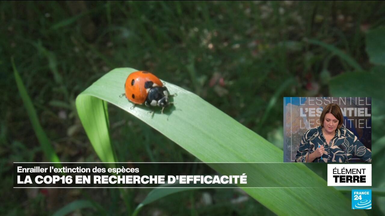 La COP16 en recherche d'efficacité pour enrayer l'effondrement de la ...