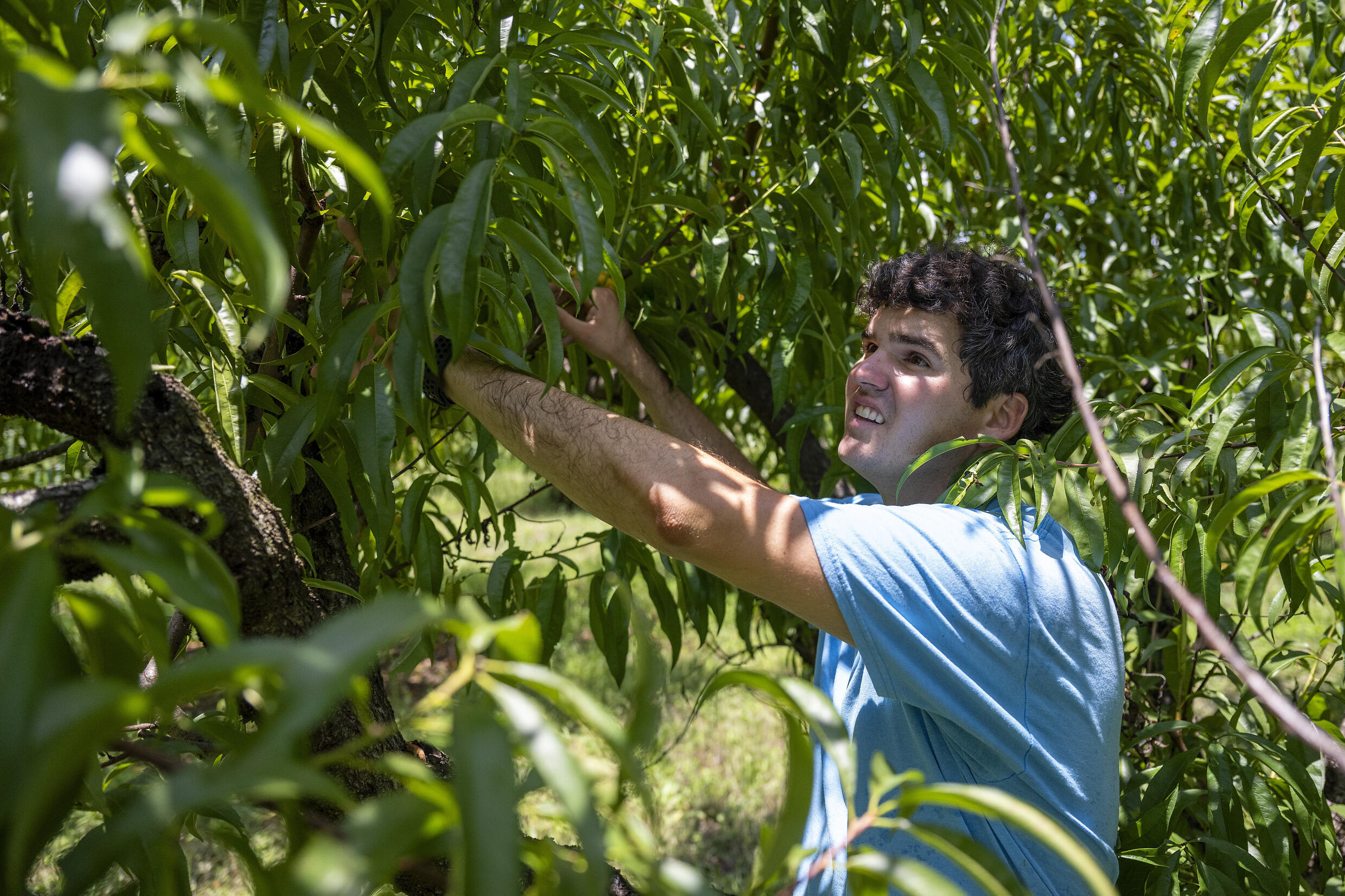As climate changes, farms in US 'Peach State' Georgia suffer