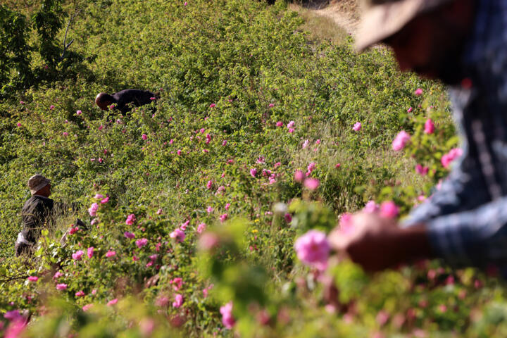 Scent of tradition lingers in Lebanon's 'village of roses'