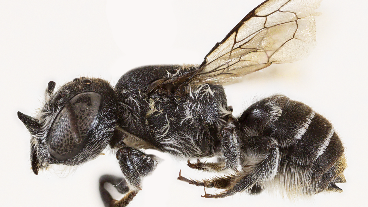 The Bright Side: Scientists discover demon-horned 'lucifer' bee in ...
