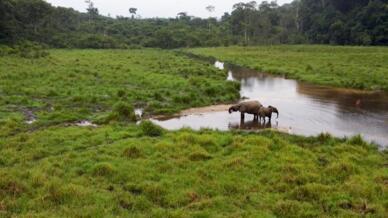 Biodiversity hotspot Gabon offers safe haven to endangered species - Focus