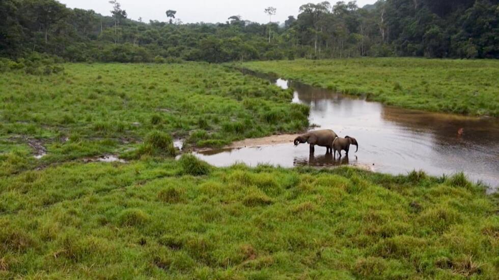 Le Gabon, champion de la biodiversité, abrite de nombreuses espèces ...