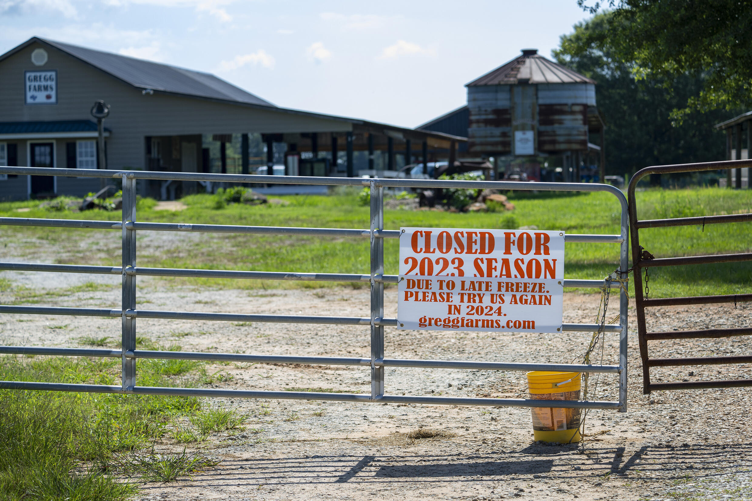 As climate changes, farms in US 'Peach State' Georgia suffer