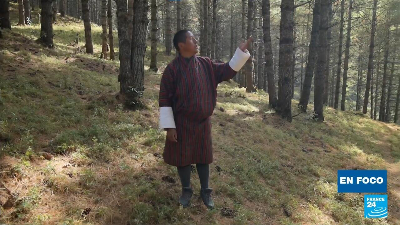 Hacia un futuro más verde: Bután, un ejemplo para el mundo en la ...