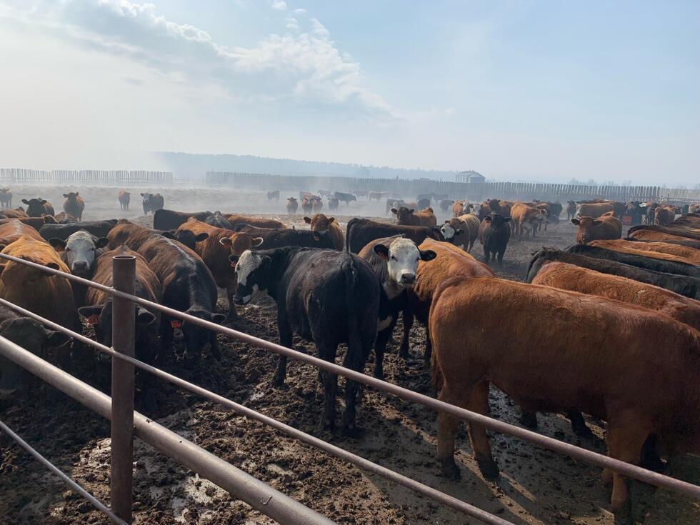 Ranchers fear for livestock as Canada wildfires rage
