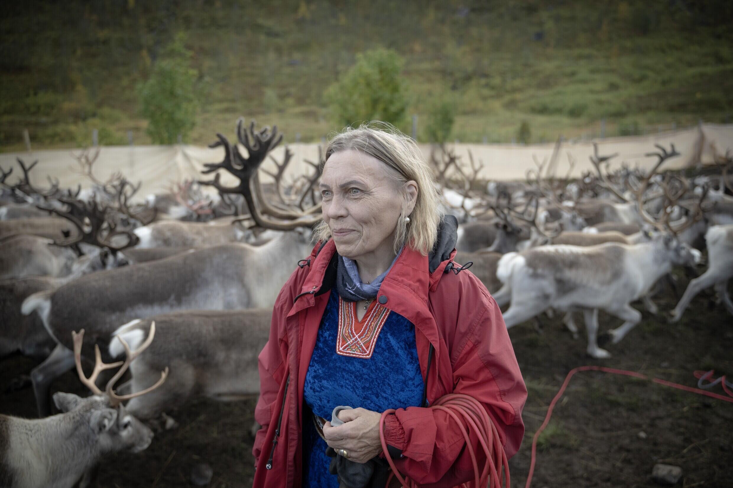 Crossing glaciers and fjords: Norwegian reindeer migrate for winter